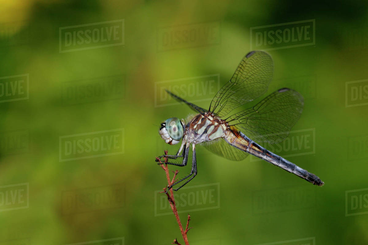 Side profile of a Blue Dasher Dragonfly on a twig (Pachydiplax ...