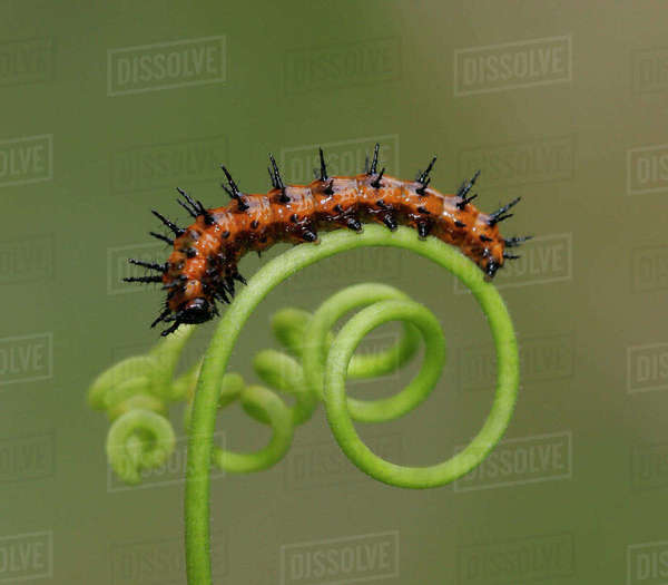 Close-up of a caterpillar crawling on a stem - Stock Photo - Dissolve