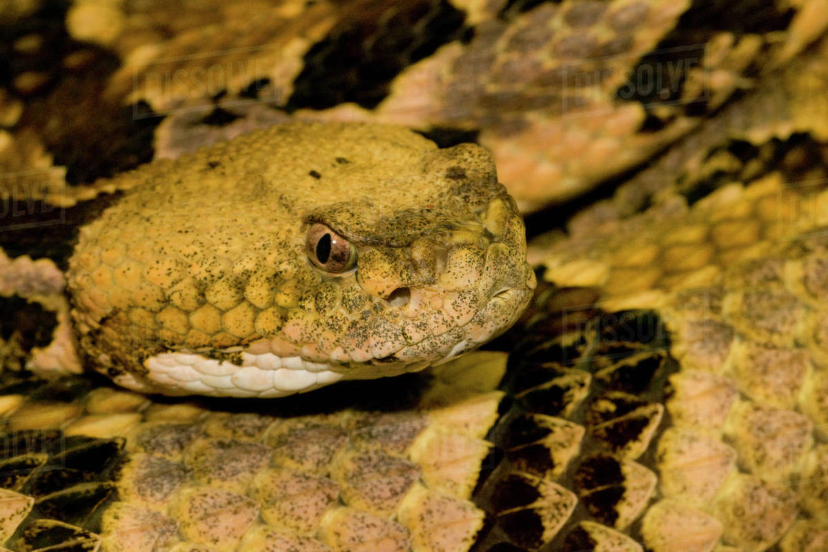 Close-up of a Timber rattlesnake (Crotalus horridus) - Royalty-free ...