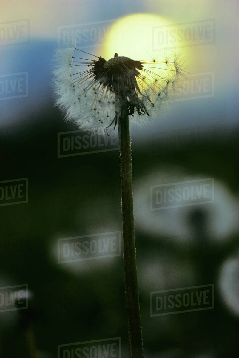 Canada, British Columbia, Vancouver Island, close-up of dandelion ...