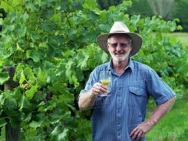 Winegrower sampling glass of grape juice among grapevines in vineyard ...