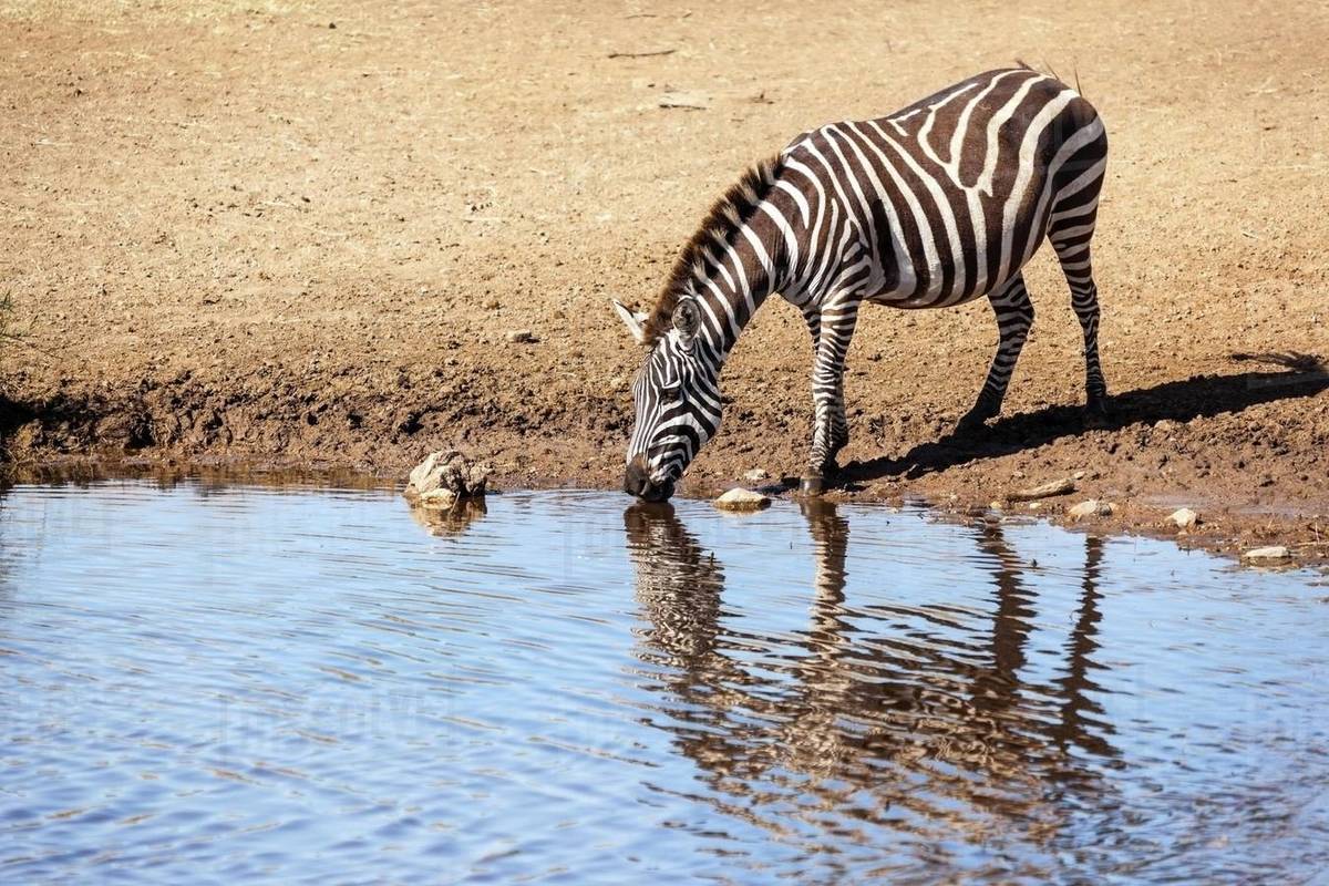 Thirsty zebra drinking water at a waterhole - Royalty-free Stock Photo ...