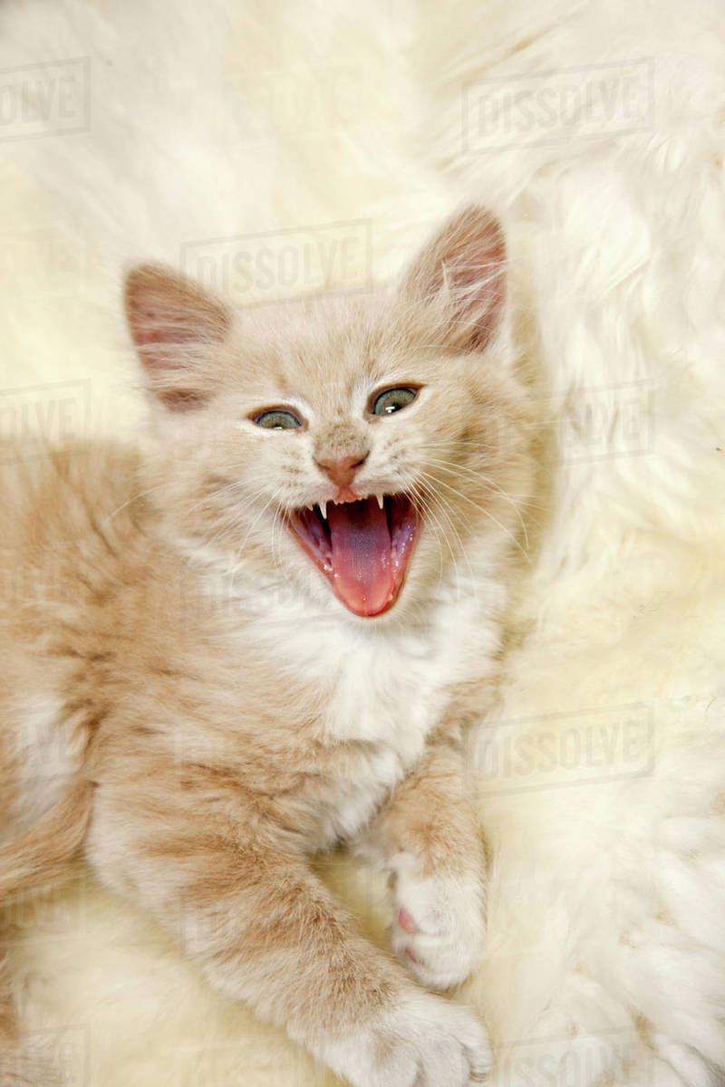 Studio shot of Kitten - Royalty-free Stock Photo | Dissolve
