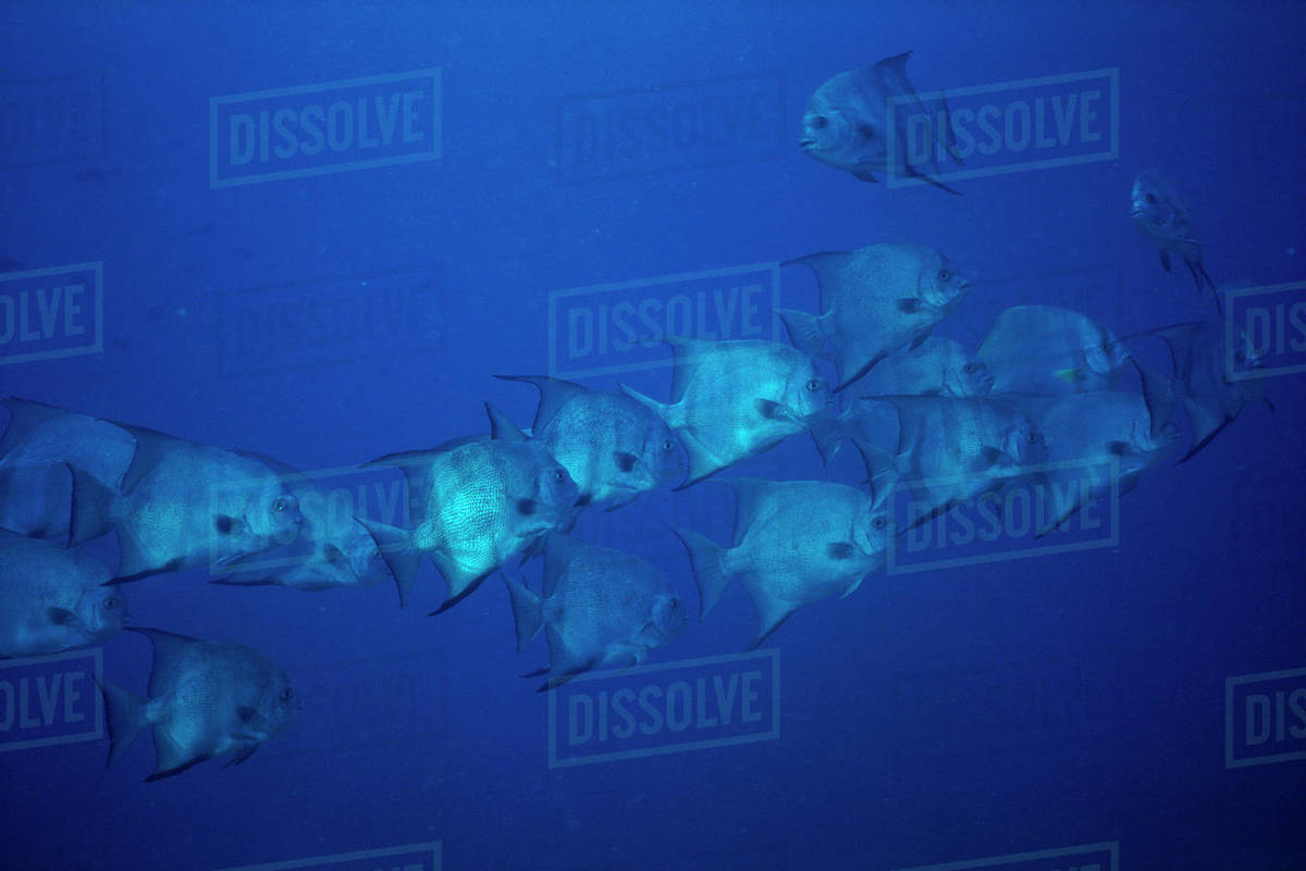 School of Atlantic Spadefish swimming underwater (Chaetodipterus faber ...