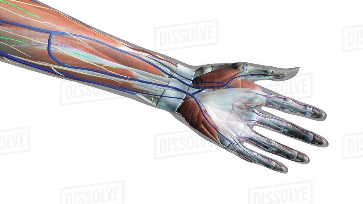 Female palm and wrist, anterior view, Xray skin, detailed anatomy, full ...