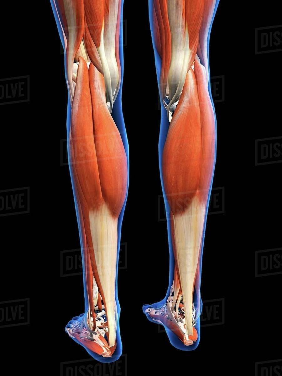 Rear View of Female legs and feet muscles anatomy in blue X-Ray outline ...