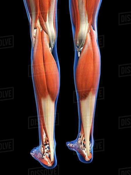 Rear View of Female legs and feet muscles anatomy in blue X-Ray outline ...