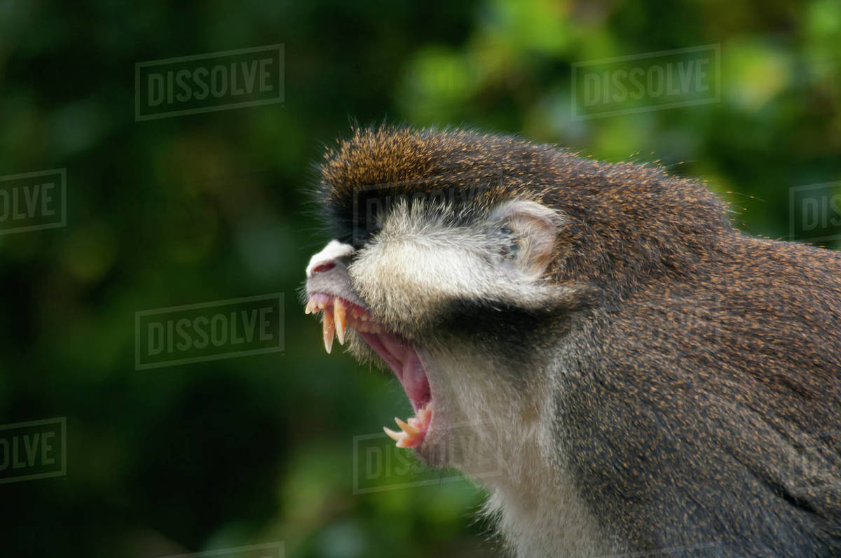Spot-nosed guenon (cercopithecus ascanius) - Stock Photo - Dissolve