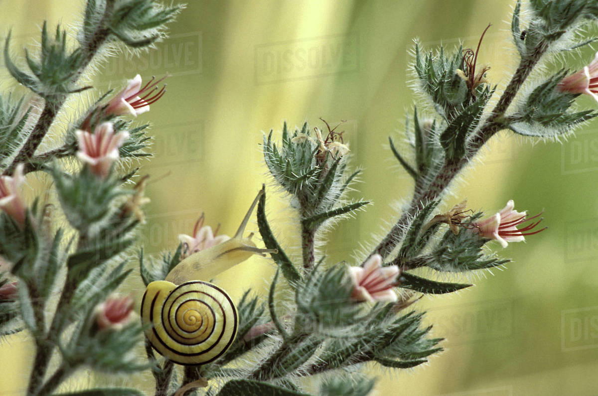Close-up of a snail crawling on a plant - Royalty-free Stock Photo ...
