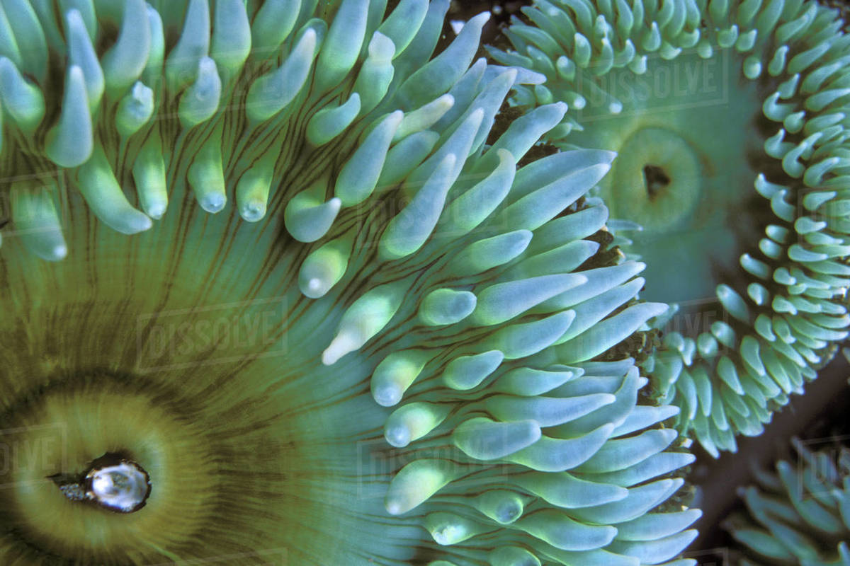 Close-up of a sea anemones (Phylum cnidaria) - Royalty-free Stock Photo ...