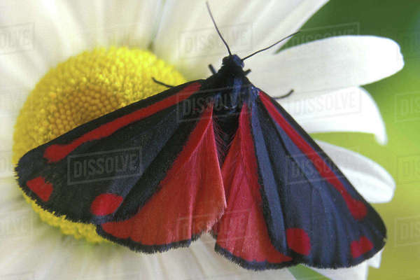 Cinnabar Moth - Royalty-free Stock Photo | Dissolve