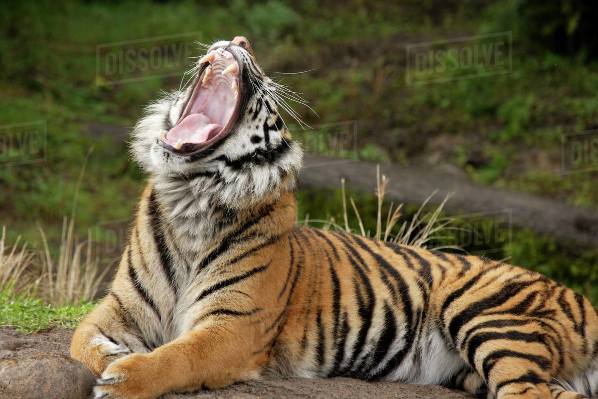 Side profile of a Sumatran Tiger snarling - Royalty-free Stock Photo | Dissolve