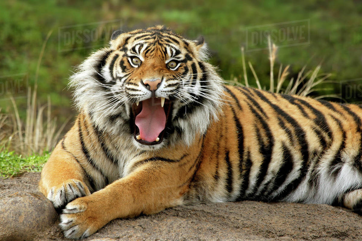 Portrait of a Sumatran Tiger snarling - Royalty-free Stock Photo | Dissolve