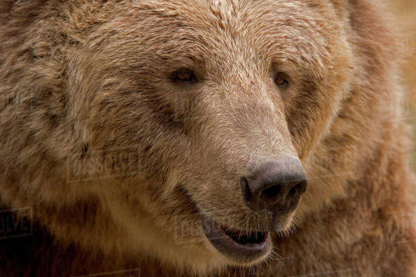Close-up of a Brown Bear's face (Ursus arctos) - Royalty-free Stock ...