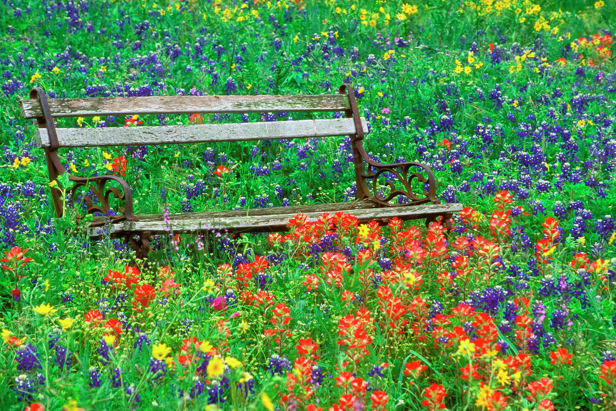 Empty park bench in a park - Royalty-free Stock Photo | Dissolve