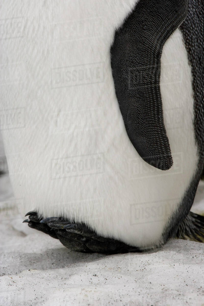 Close-up of a paw of King penguin (Aptenodytes patagonicus), Right ...