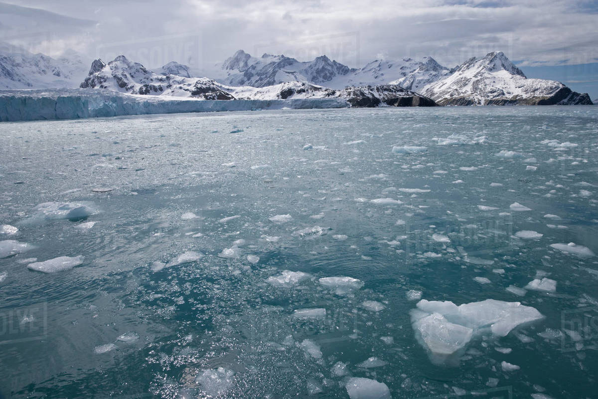 Ice floats floating in the sea, Iris Bay, South Georgia Island, South ...