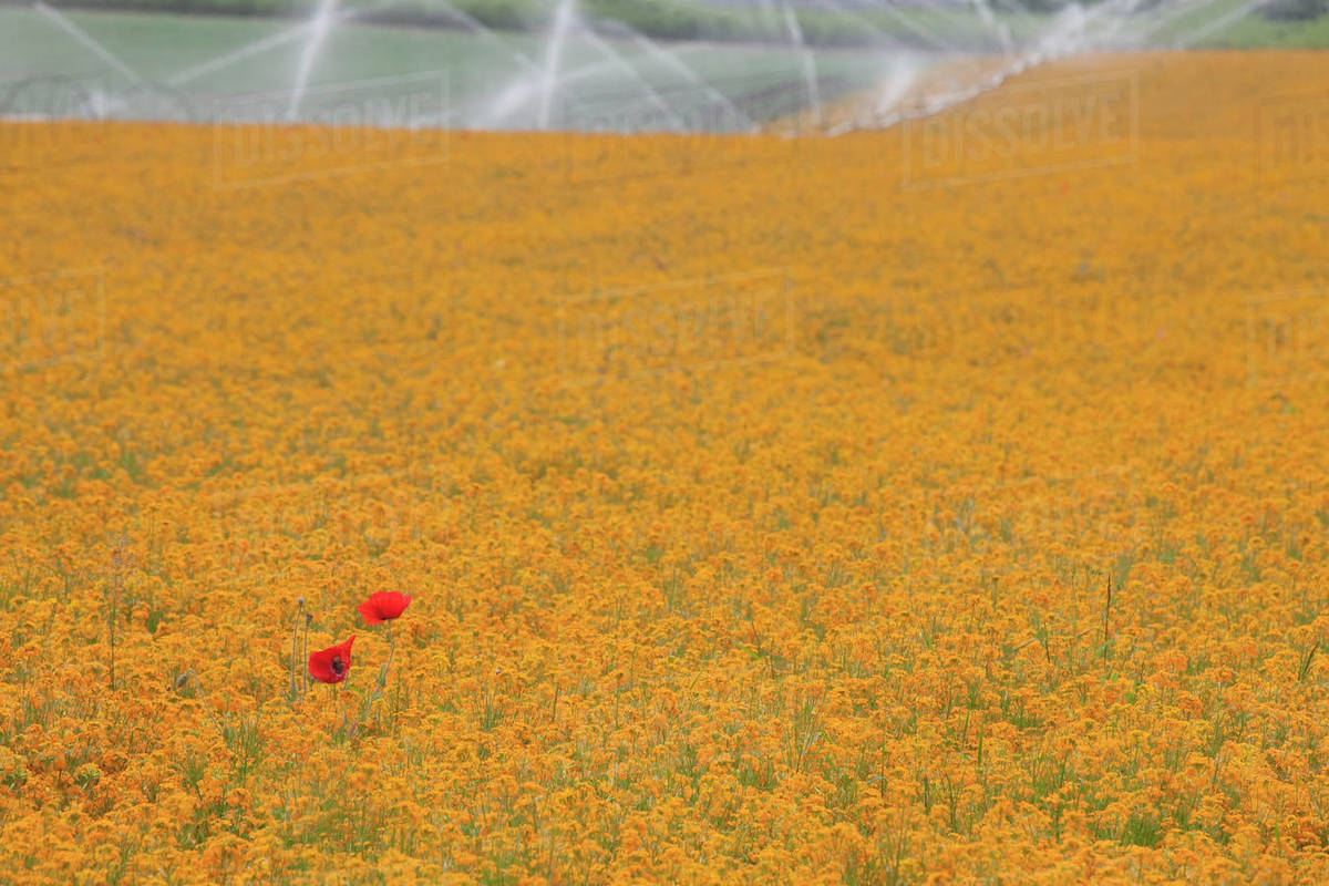 Siberian Wallflowers (Cheiranthus allionii) and Corn Poppies (Papaver rhoeas) in a field ...