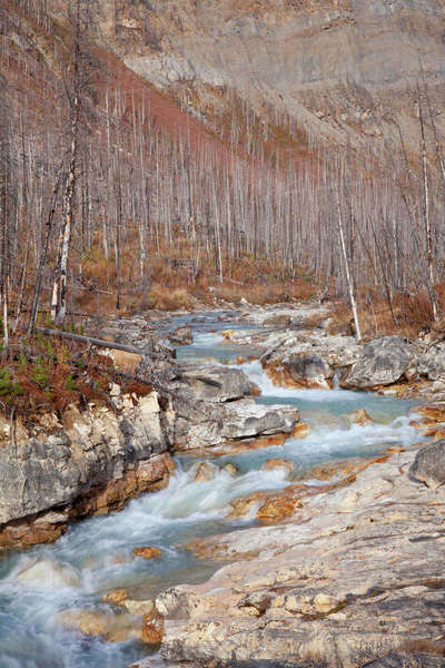River flowing through a forest, Kootenay River, Marble Canyon, Kootenay ...