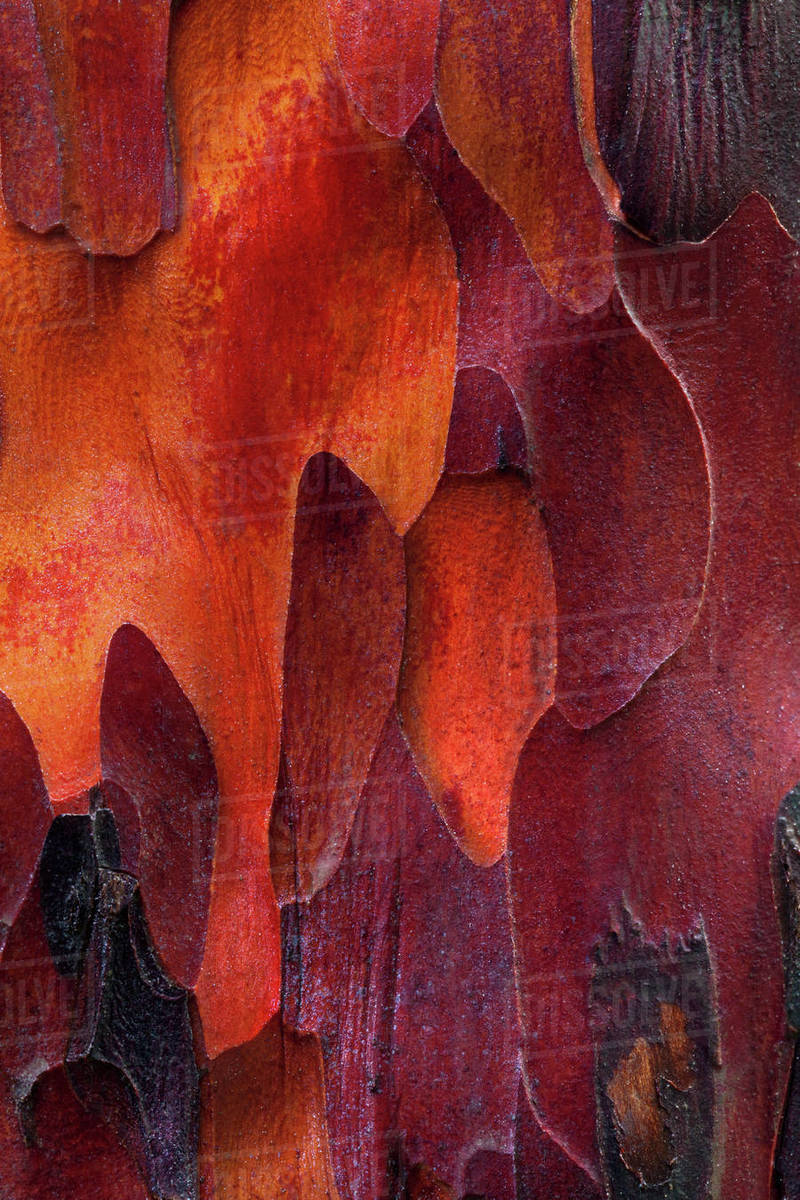 Close-up of Pacific Yew Bark (taxus brevifolia) - Royalty-free Stock ...