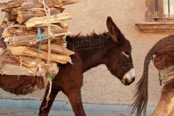 Mexico, Guanajuato, San Miguel de Allende, Donkeys carrying firewood ...