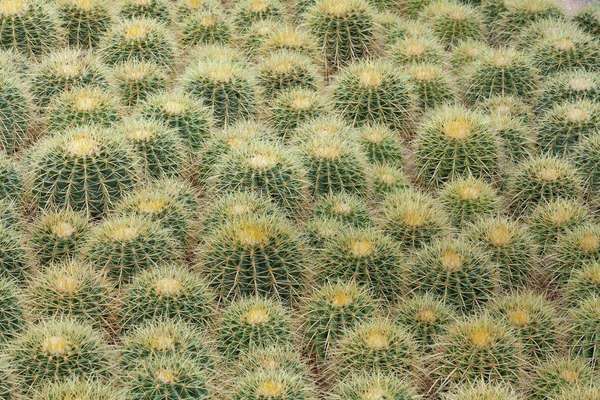 USA, Arizona, Tucson, Cactus at Bach's Cactus Nursery - Royalty-free ...