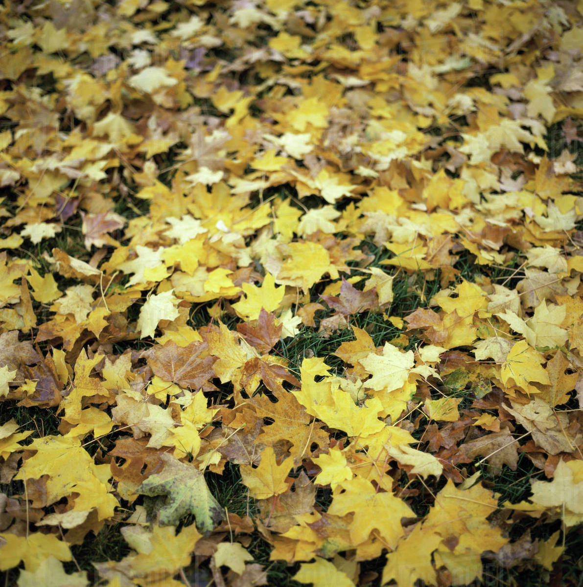 Yellow leaves on the ground in autumn - Royalty-free Stock Photo | Dissolve