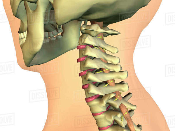 Side profile of a human neck - Royalty-free Stock Photo | Dissolve