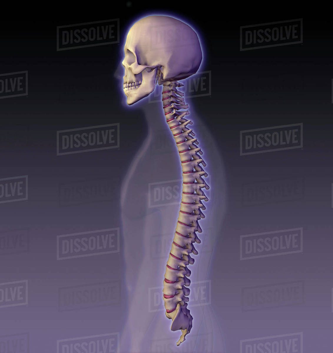 Side profile of a human skull and vertebral column - Royalty-free Stock ...