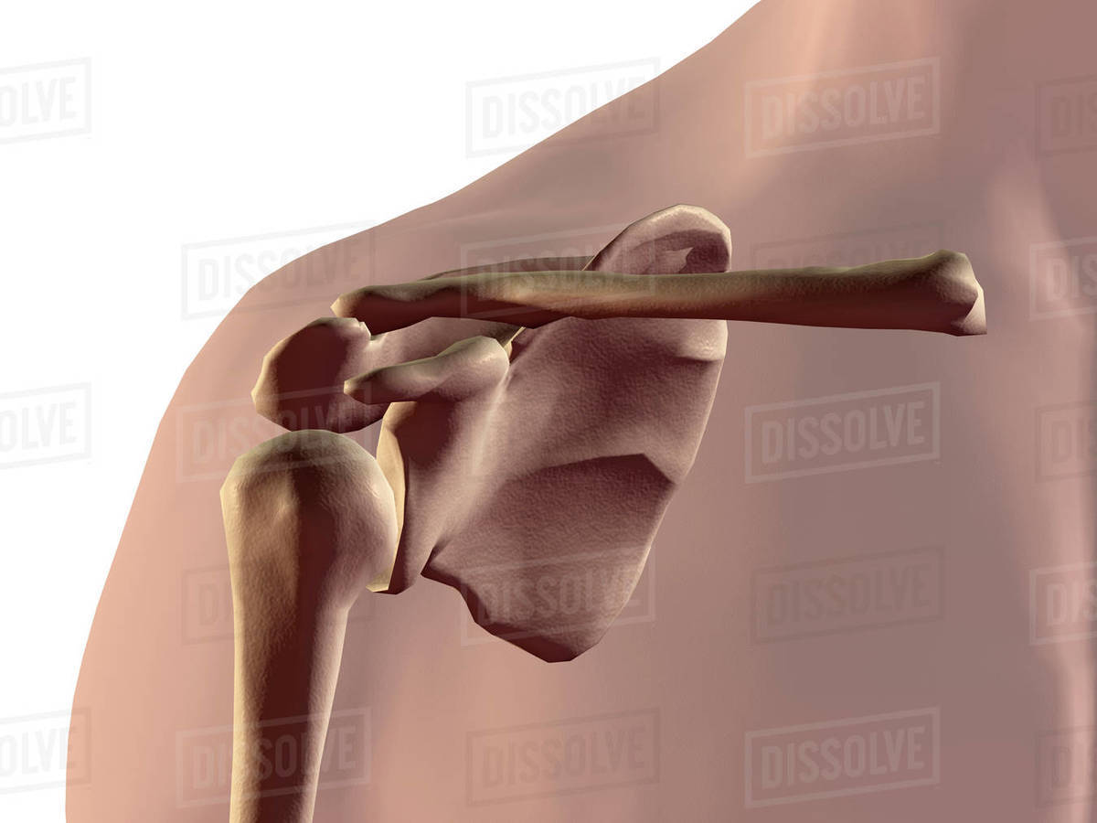 Close-up of the human scapula - Stock Photo - Dissolve