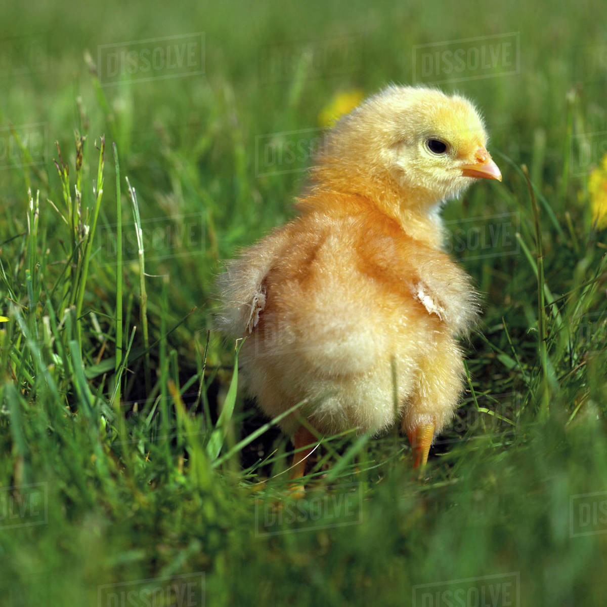 Rear view of a baby chicken - Royalty-free Stock Photo | Dissolve