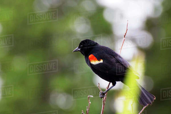 Male red-winged black bird sitting on a branch in a wetland in northern ...