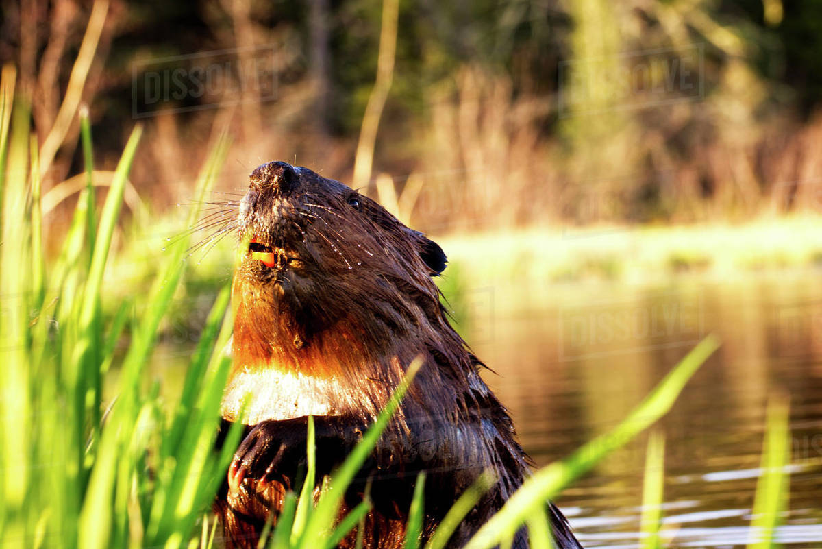 Canadian beaver at the edge of a dam and in the grass of the wetland in ...