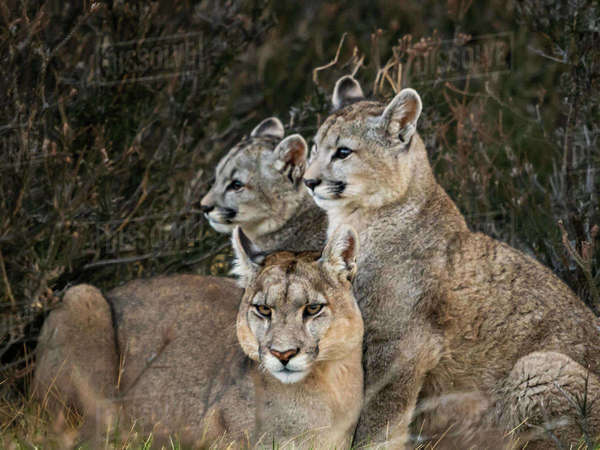 Family portrait, Pumas (Puma concolor), Torres del Paine National Park ...