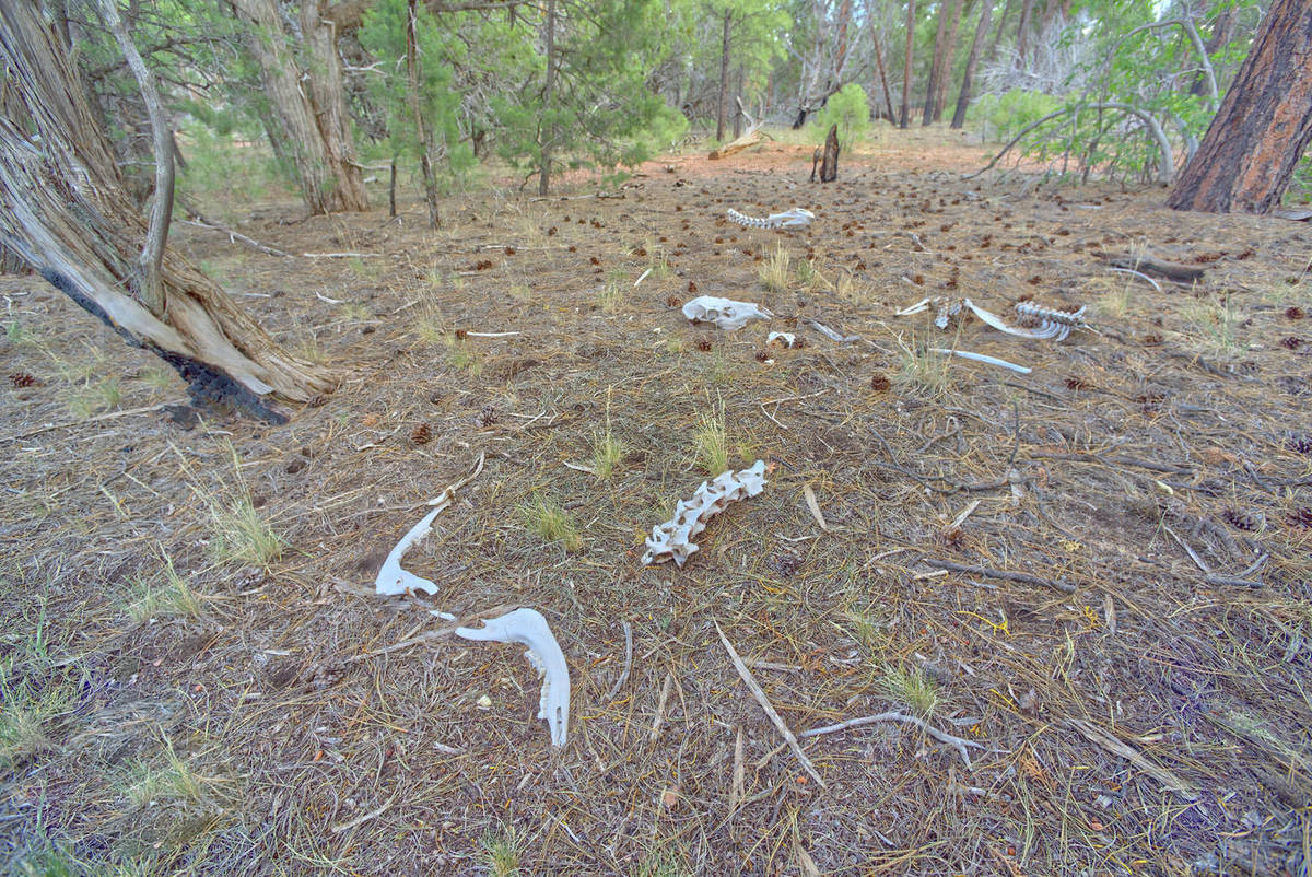 Old decayed bones of an animal that died in Grand Canyon National Park ...