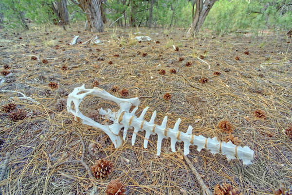 Old decayed bones of an animal that died in Grand Canyon National Park ...