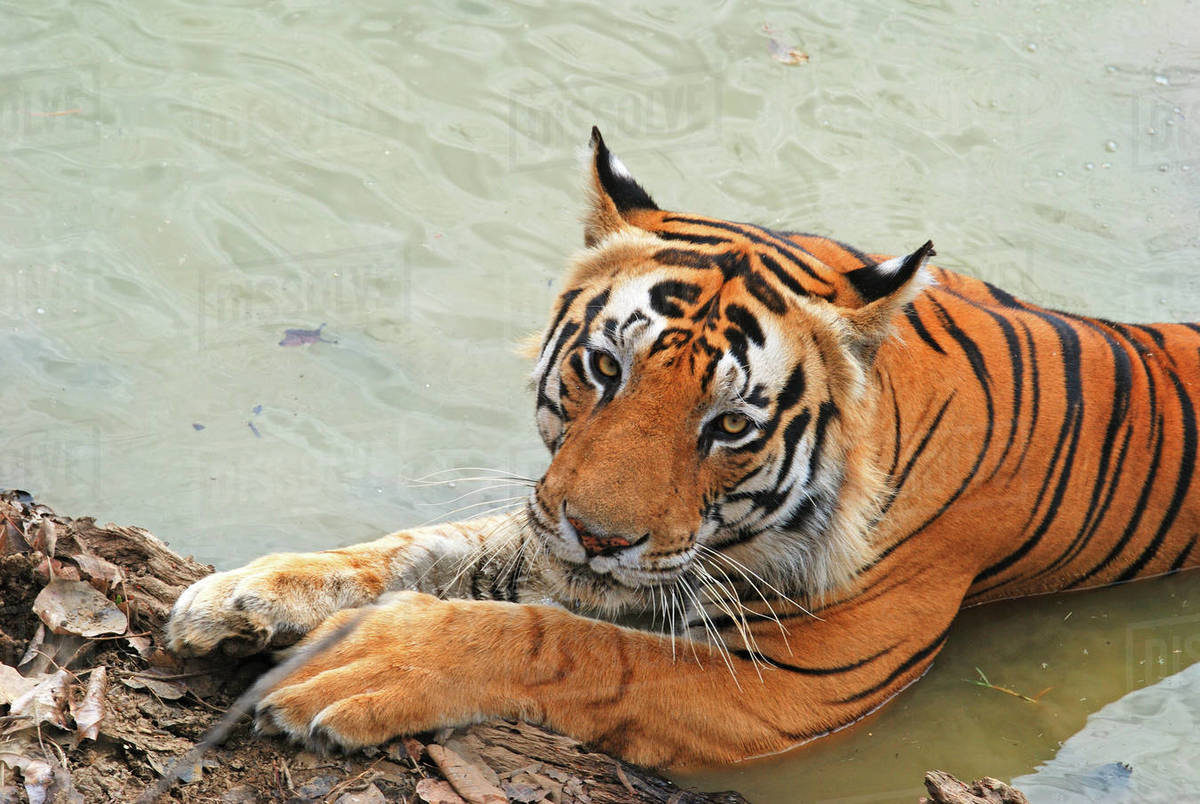 Tiger sitting in water and staring at camera in Kanha National Park ...