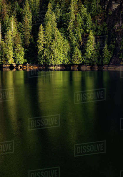 Calm water and evergreen trees in Misty Fjords National Monument ...