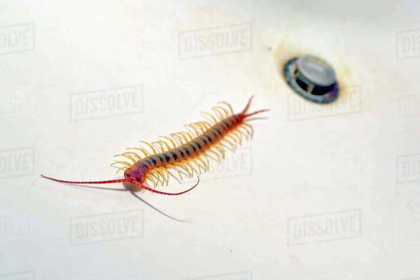 The Arizona Giant Centipede, Scolopendra Heros, that had crawled out of ...