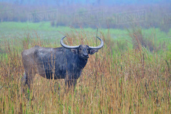 Asiatic Wild Buffalo looking from grass towards camera in Kaziranga ...