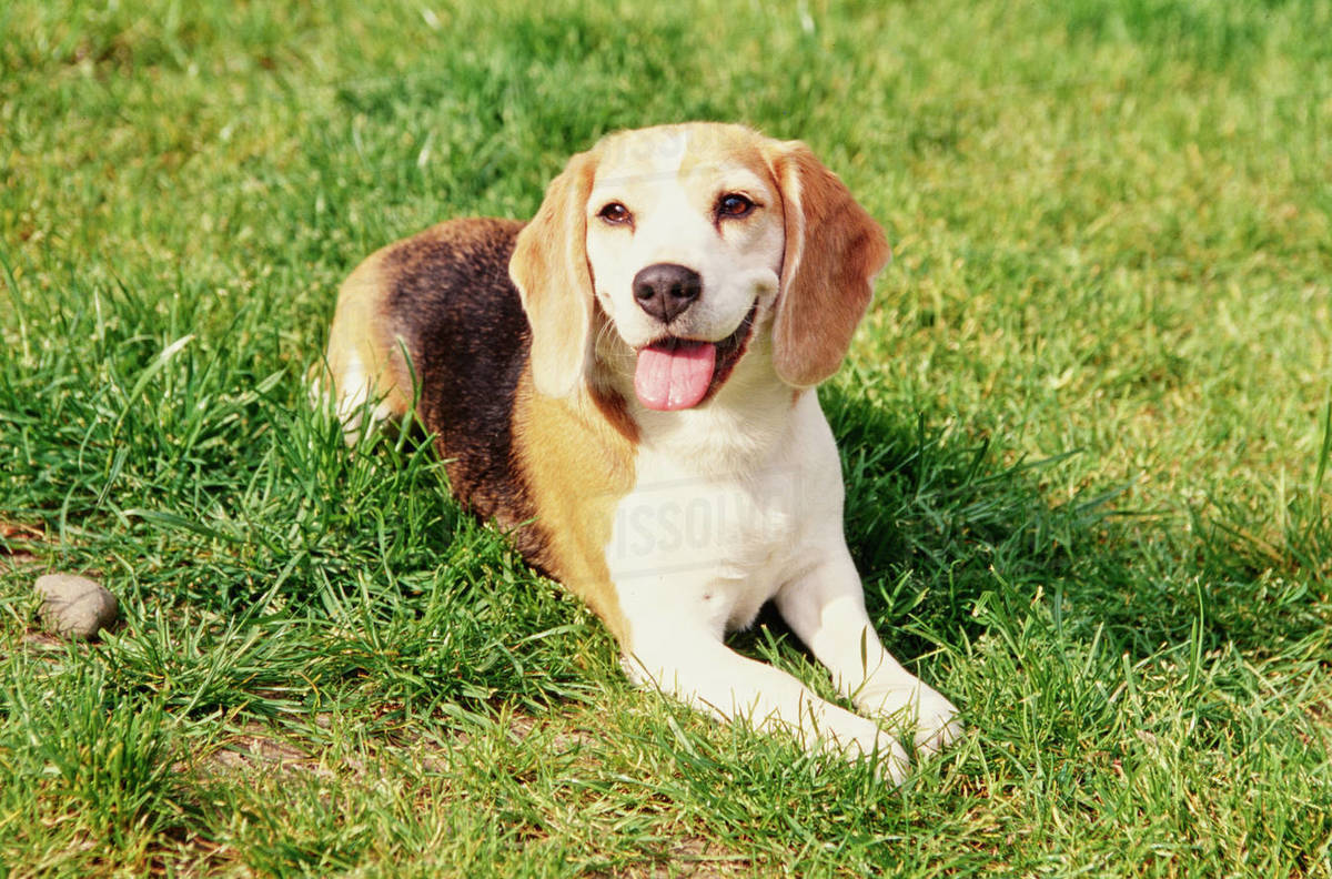 Beagle laying down in grass outside smiling - Royalty-free Stock Photo | Dissolve