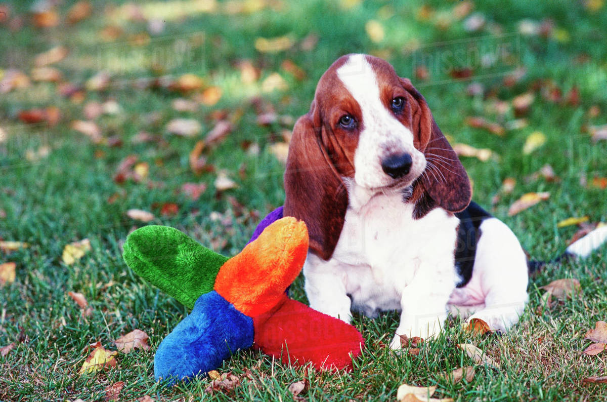 Basset Hound sitting in grass in yard outside next to stuffed toy ...
