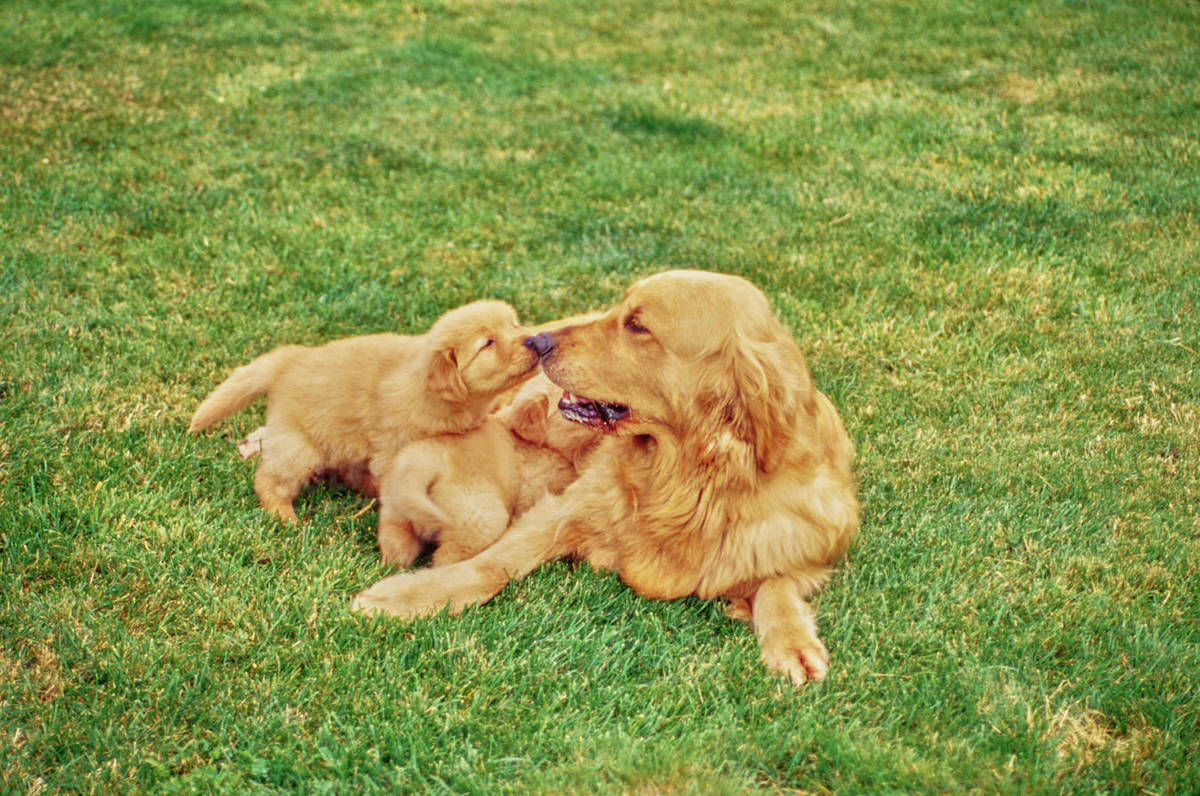 Golden retriever dog and puppy snuggling noses on grass outside ...