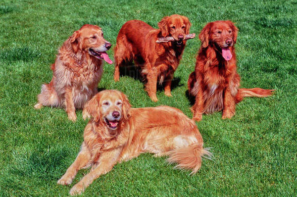 Group of four golden retrievers sitting on grass outside, one with ...