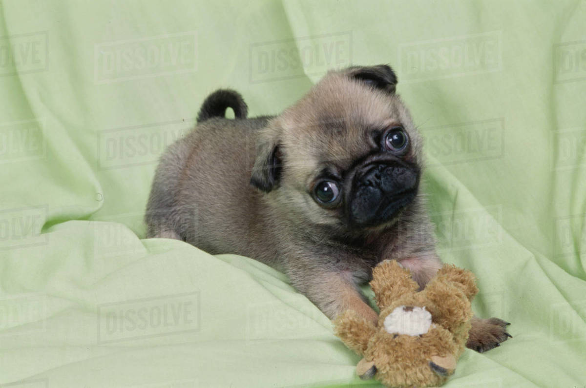 Pug puppy laying on pastel green background with stuffed teddy bear in ...
