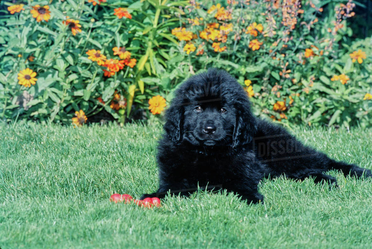 Black Newfoundland puppy outside laying in grass in front of orange ...