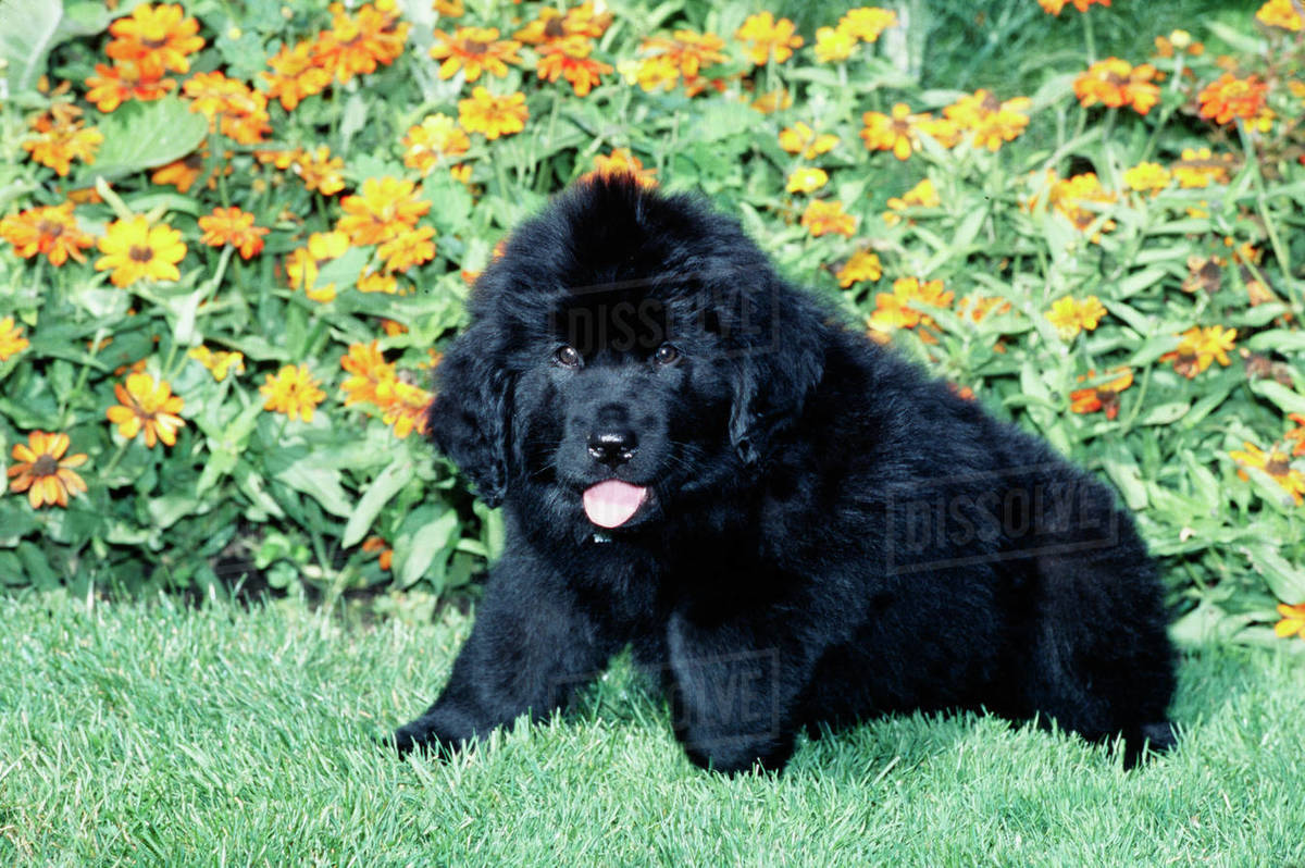 Black Newfoundland puppy outside sitting in grass in front of orange ...