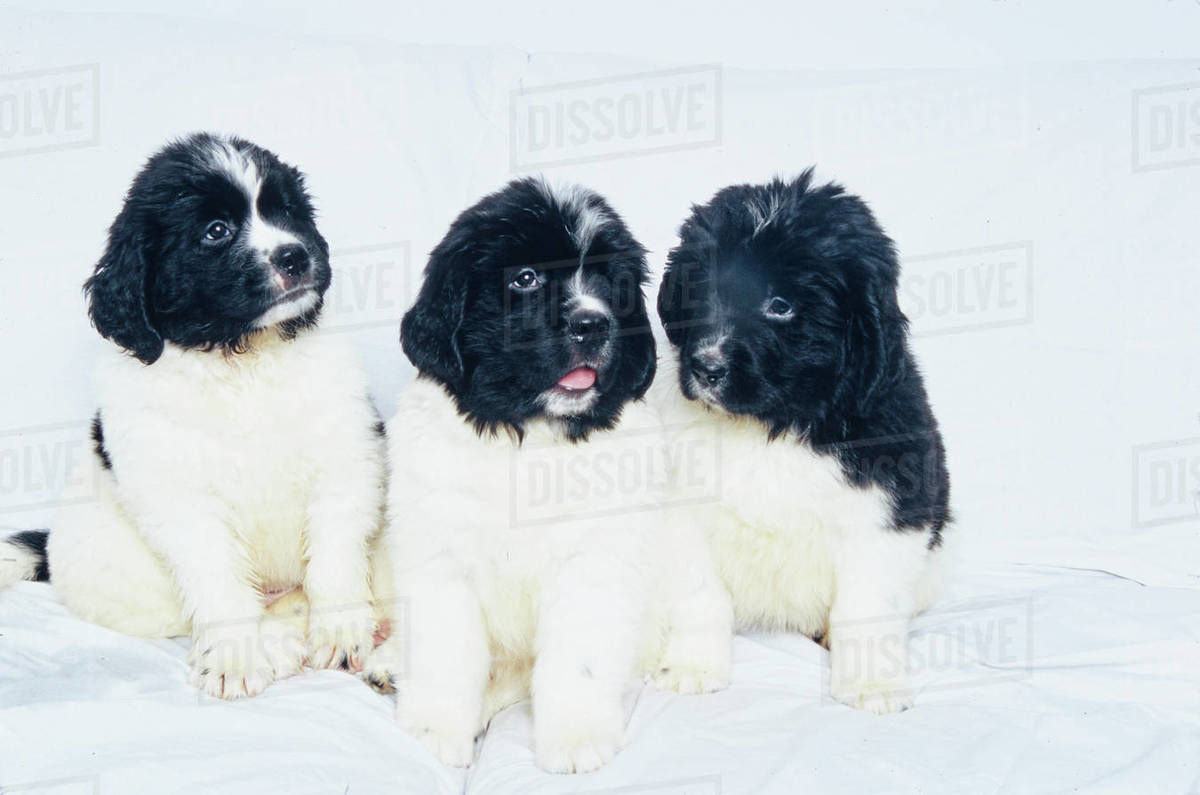 Three cute Newfoundland puppies sitting on couch with white blanket ...