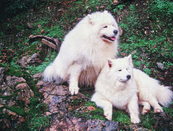 Samoyeds laying together on rock - Royalty-free Stock Photo | Dissolve