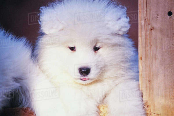 Samoyed puppy with tongue sticking out - Royalty-free Stock Photo ...